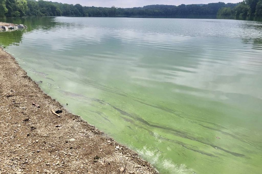 Blue Marsh Lake upgraded to Harmful Algal Bloom Advisory status