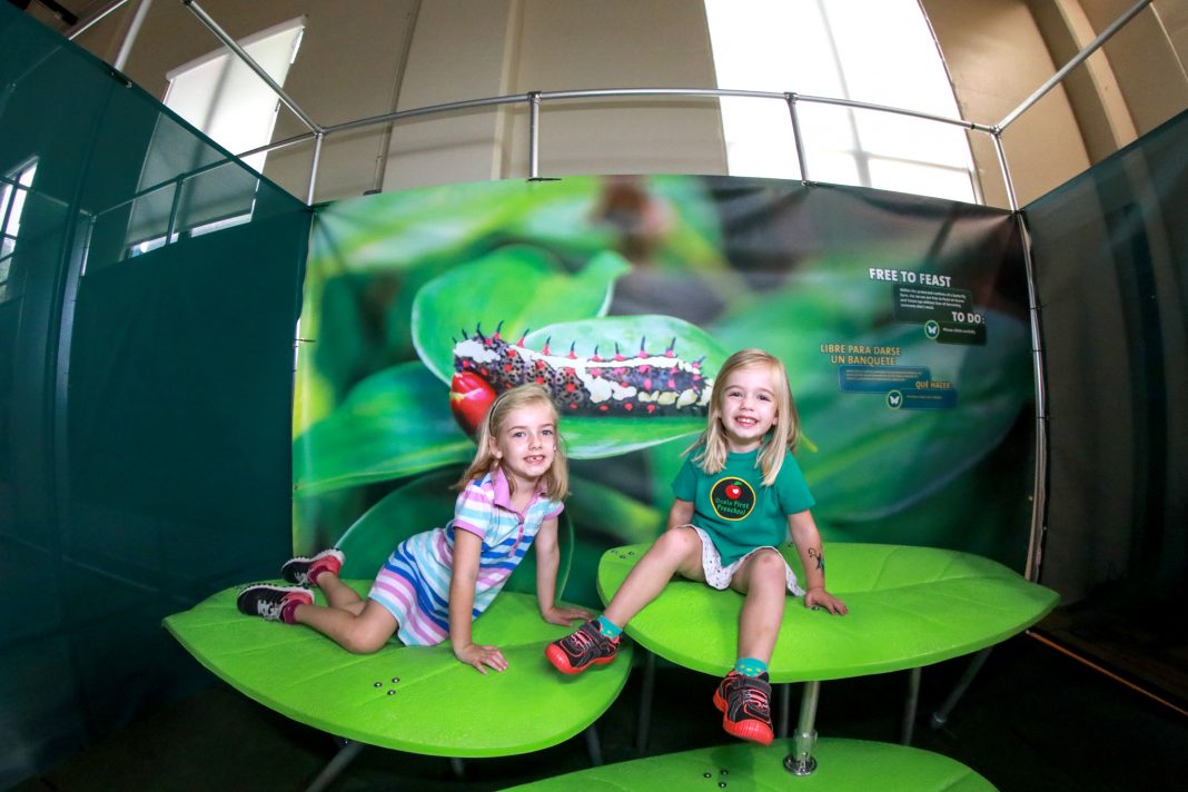 Butterfly Odyssey brings interactive rainforest conservation exhibit to ...